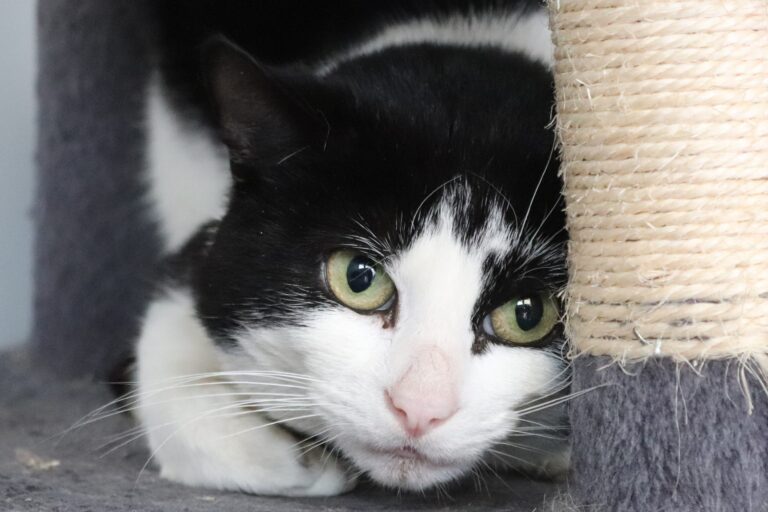 Cats - Bryson's Animal Shelter