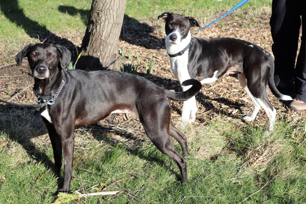 Dogs - Bryson's Animal Shelter