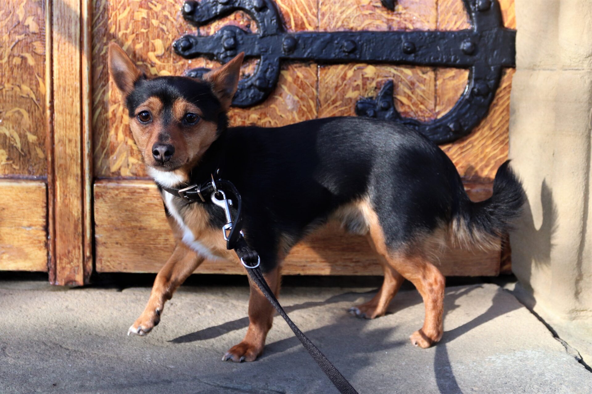 Dogs - Bryson's Animal Shelter