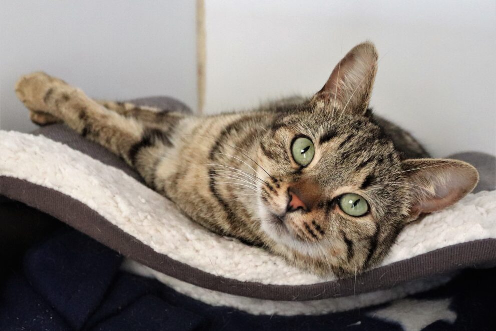 Cats - Bryson's Animal Shelter