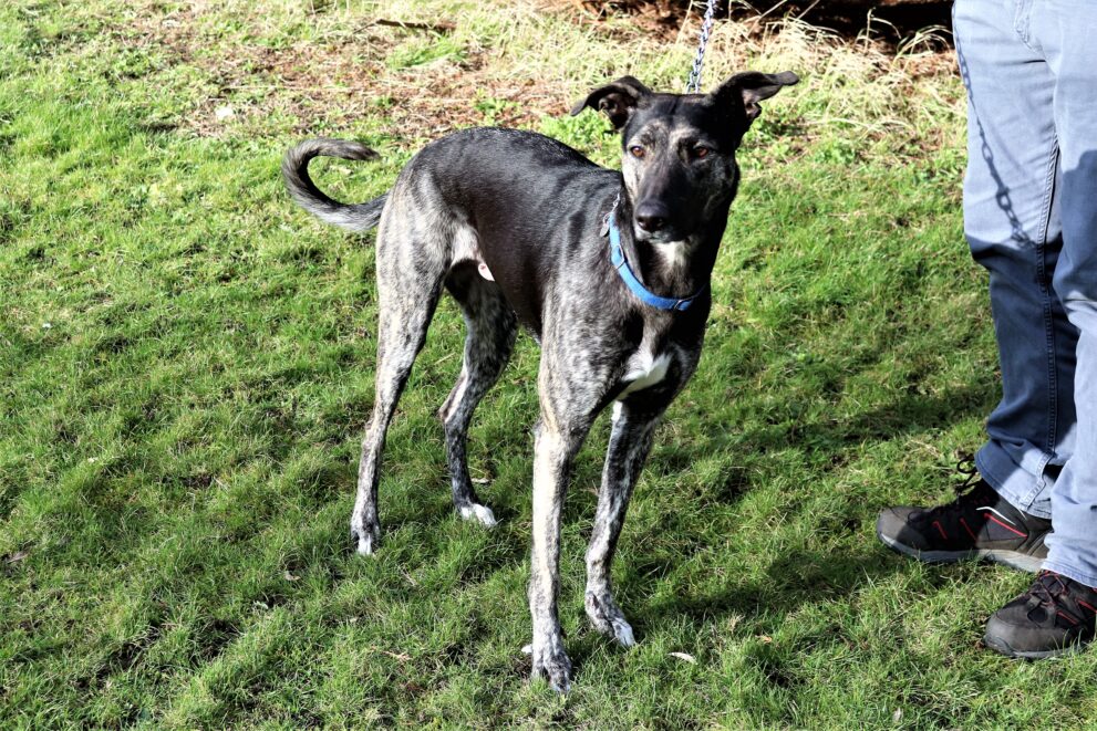 Dogs - Bryson's Animal Shelter