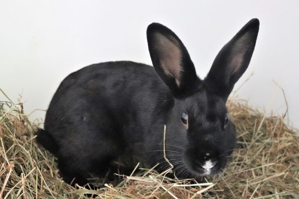 Small Animals - Bryson's Animal Shelter