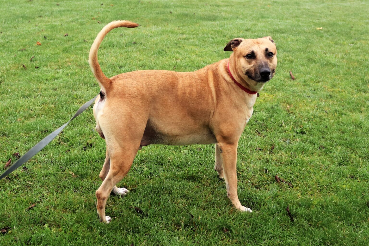 Dogs - Bryson's Animal Shelter