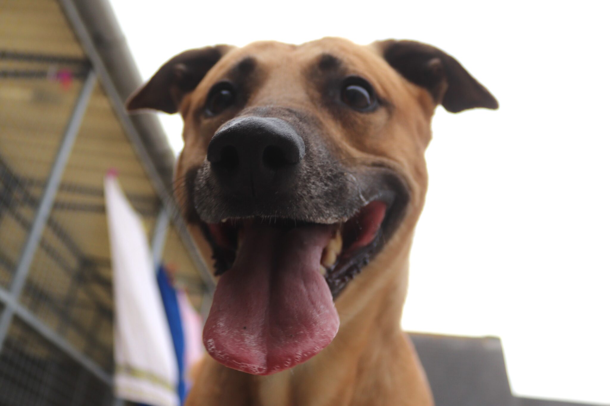 Dogs - Bryson's Animal Shelter