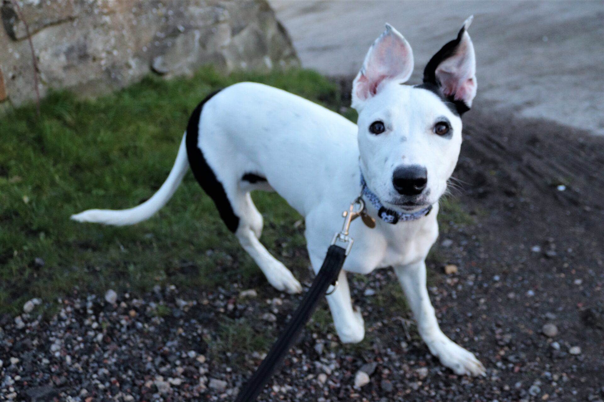 Dogs - Bryson's Animal Shelter