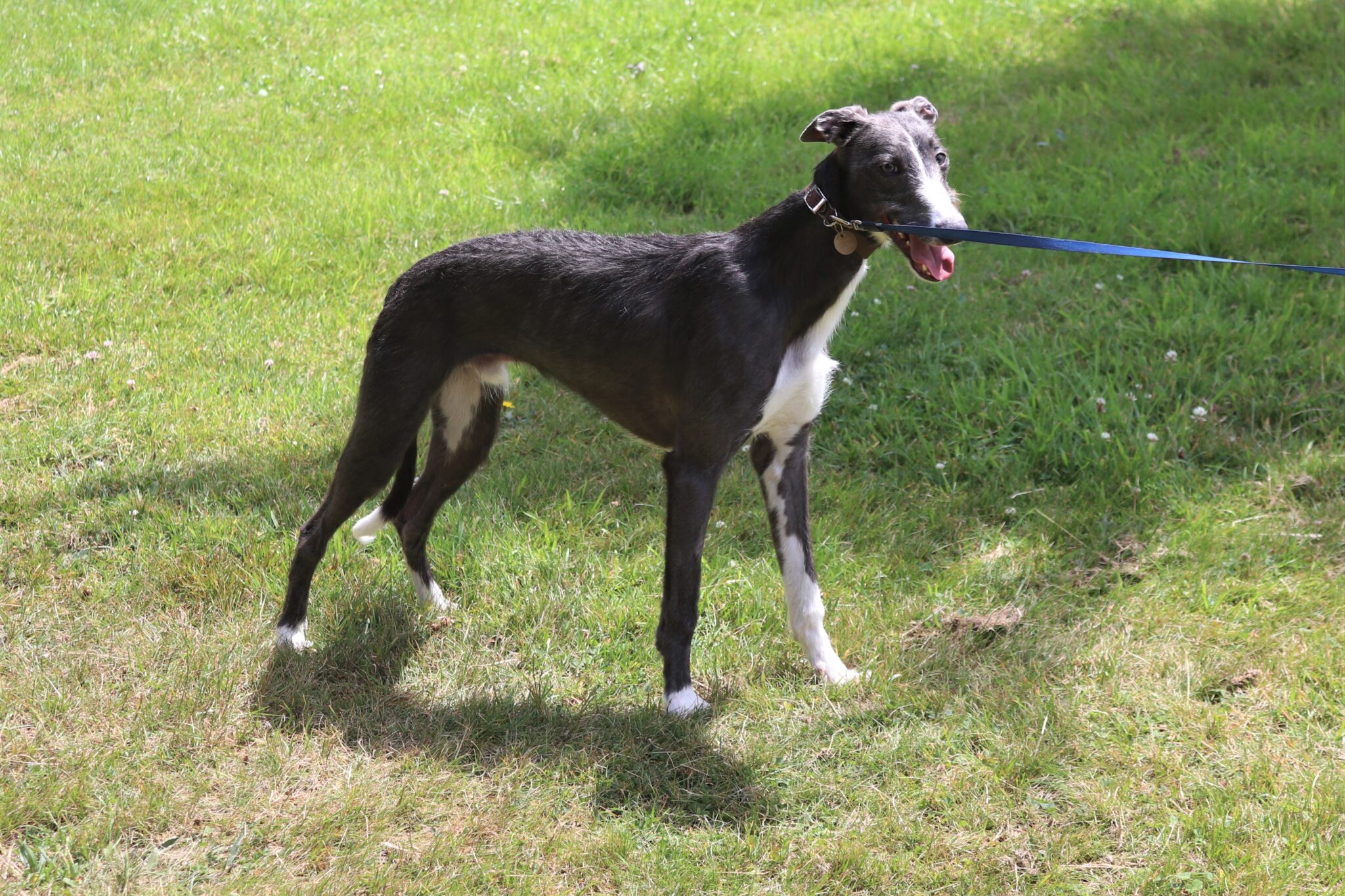 Dogs - Bryson's Animal Shelter