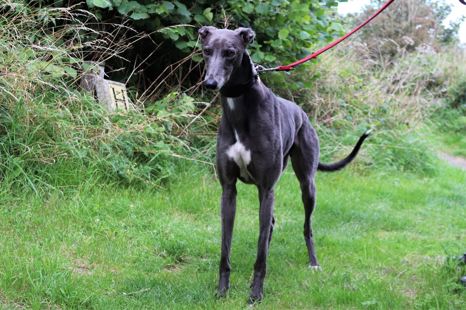 Dogs - Bryson's Animal Shelter