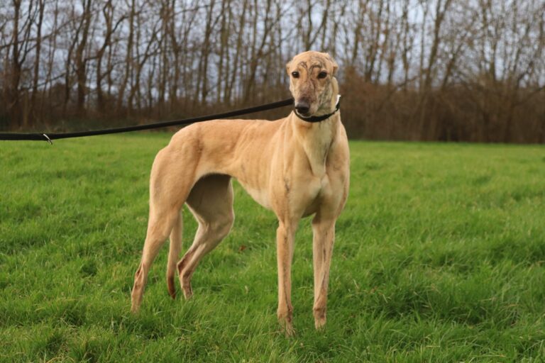 Dogs - Bryson's Animal Shelter