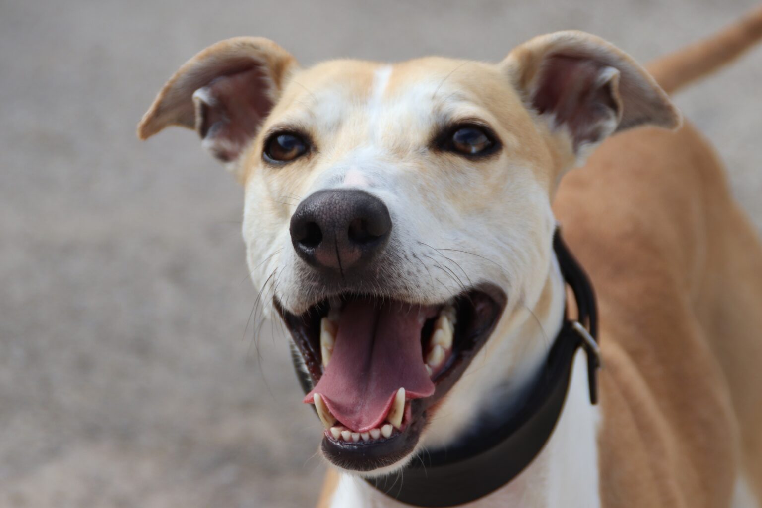 Dogs - Bryson's Animal Shelter