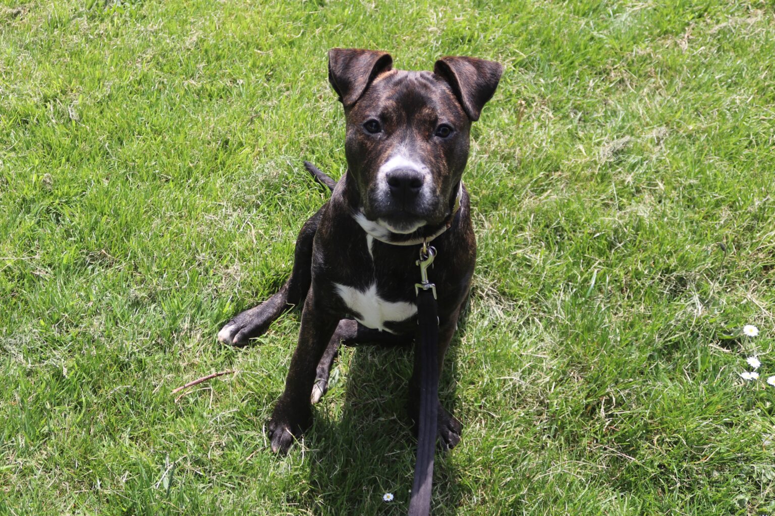 Dogs - Bryson's Animal Shelter