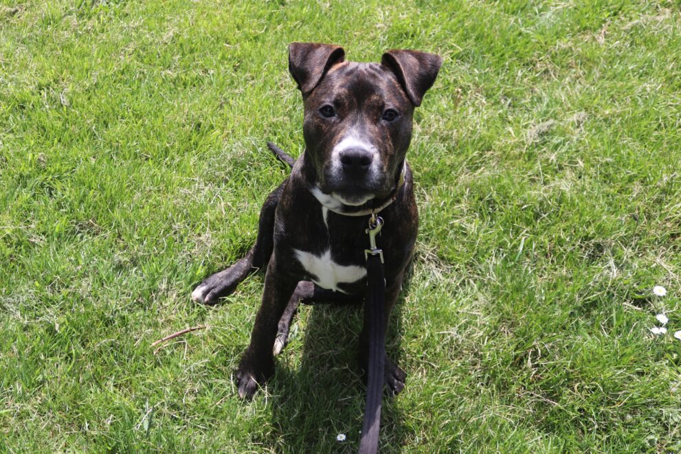 Dogs - Bryson's Animal Shelter