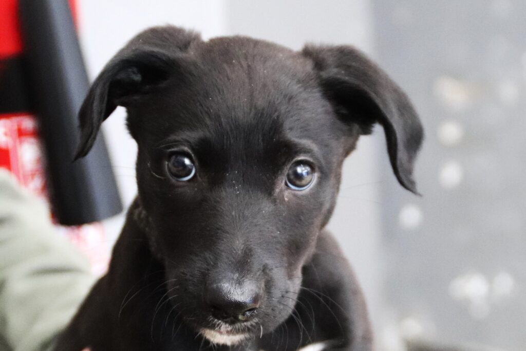 Dogs - Bryson's Animal Shelter