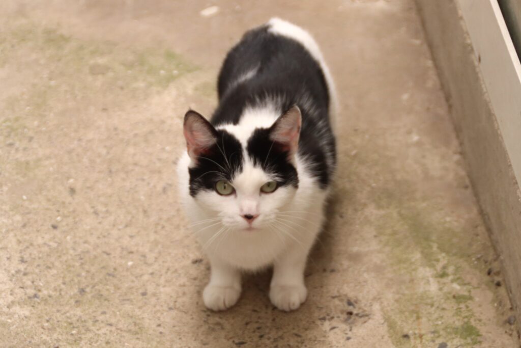 Cats - Bryson's Animal Shelter