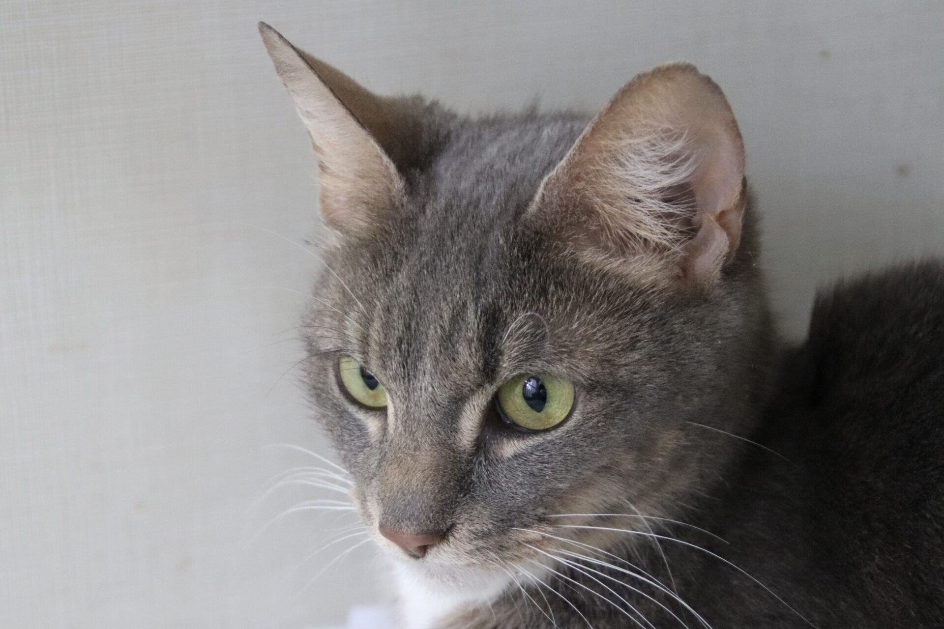 Cats - Bryson's Animal Shelter