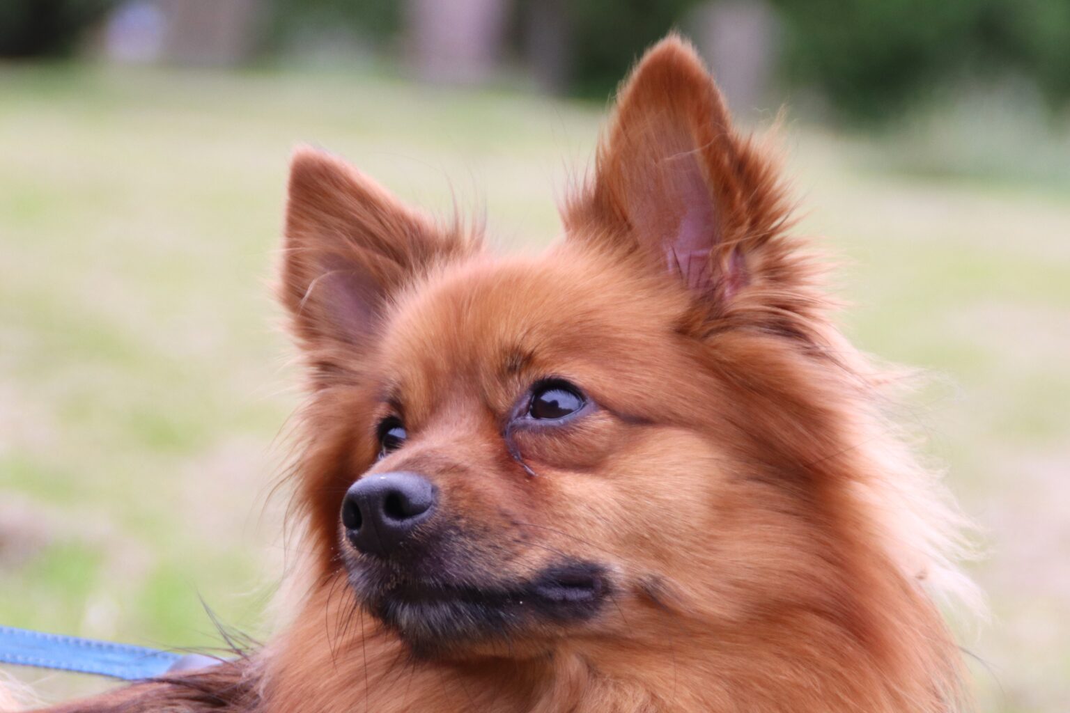 Dogs - Bryson's Animal Shelter