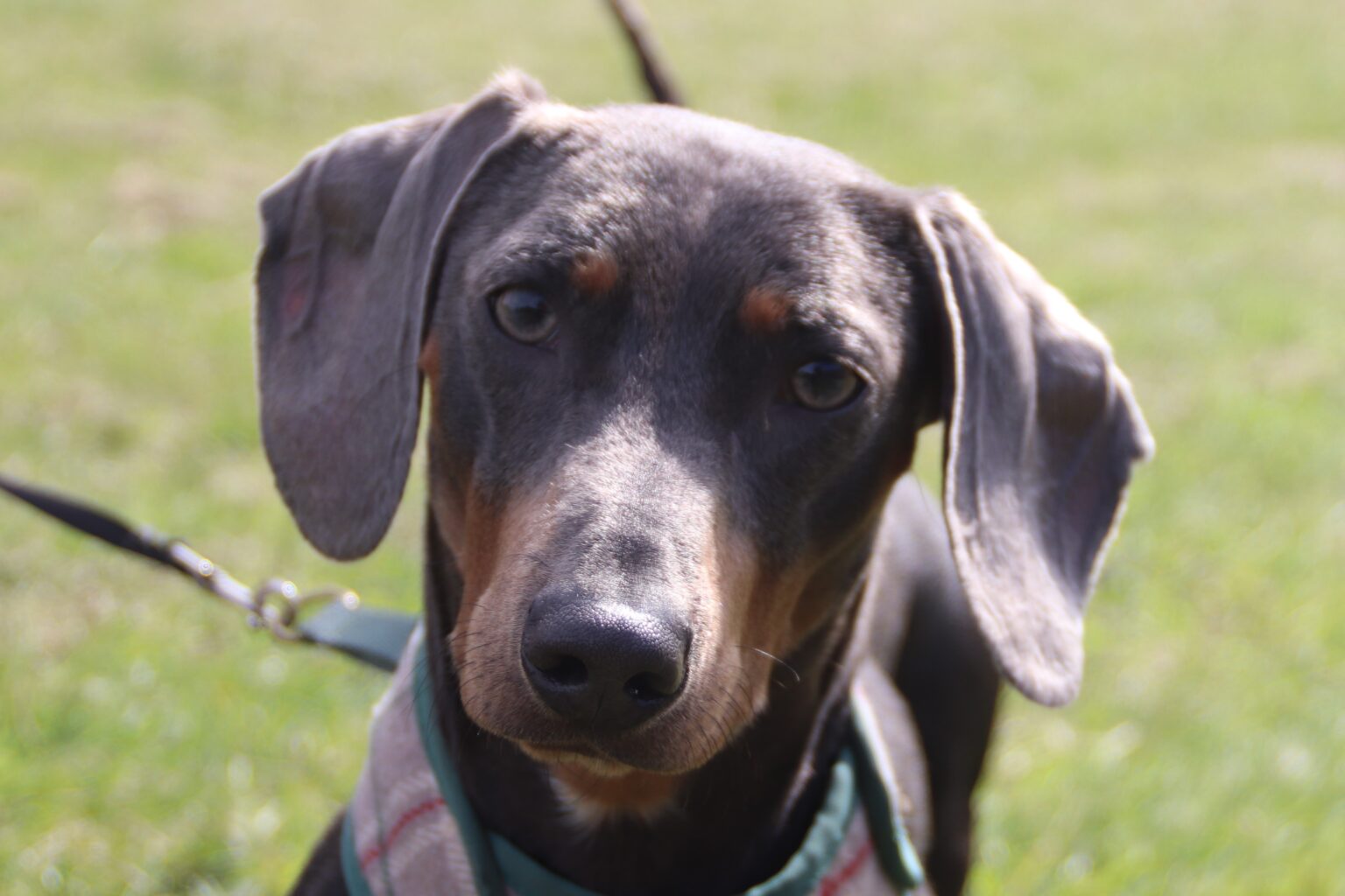 Dogs - Bryson's Animal Shelter