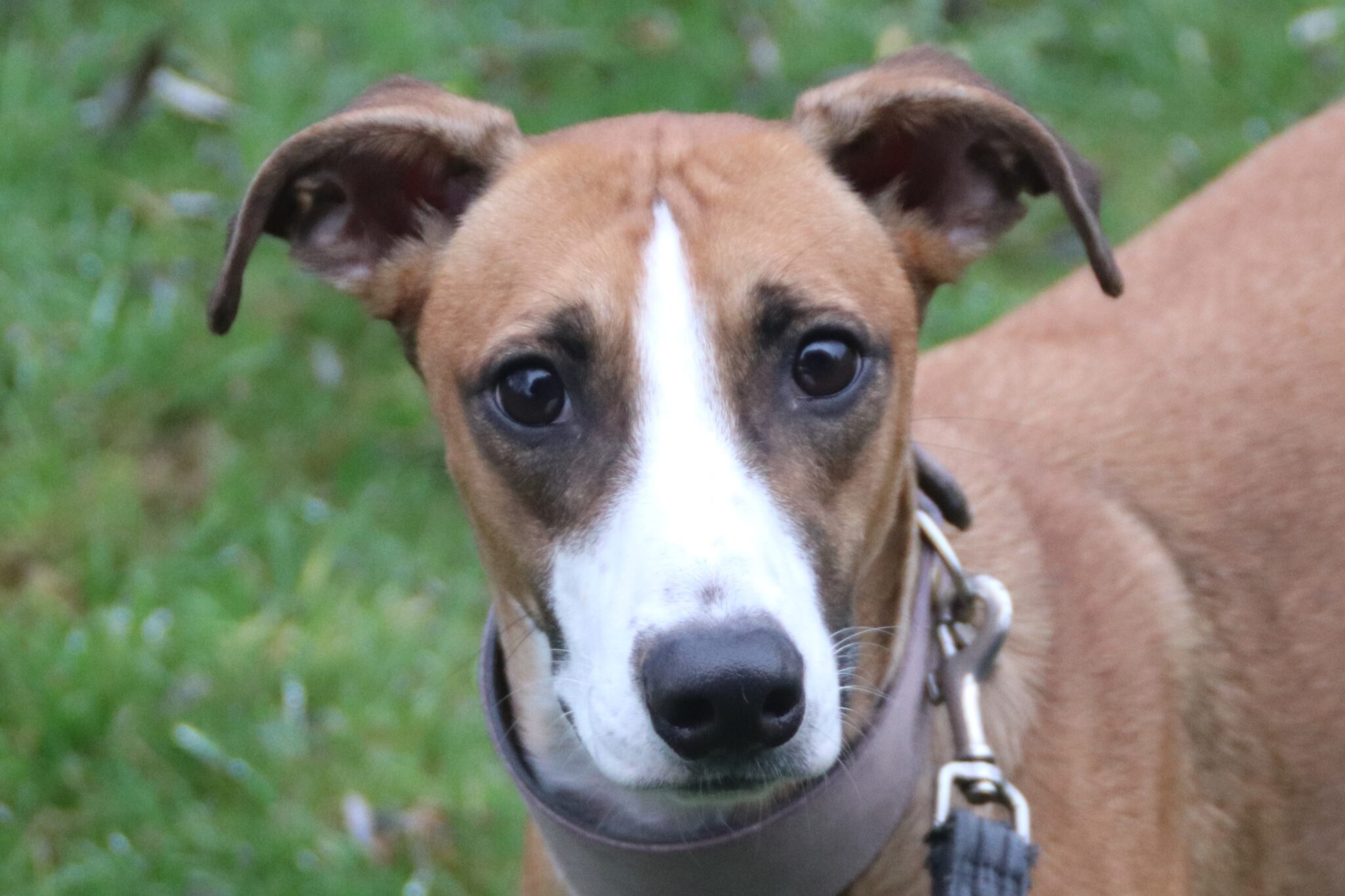 Dogs - Bryson's Animal Shelter