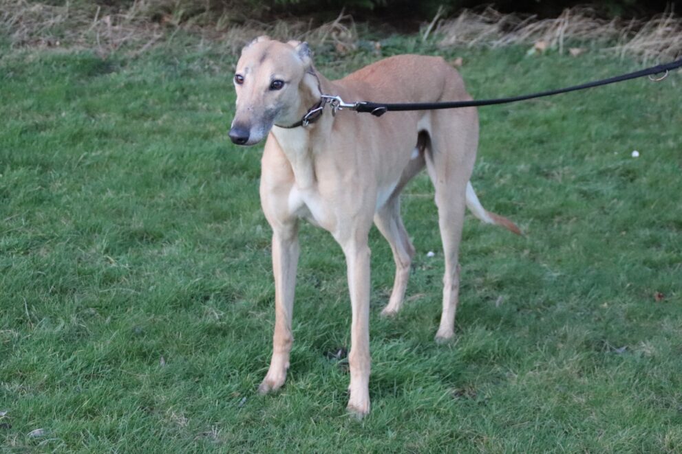 Dogs - Bryson's Animal Shelter