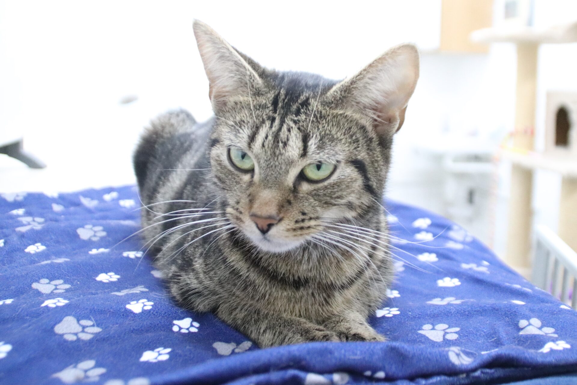 Cats - Bryson's Animal Shelter