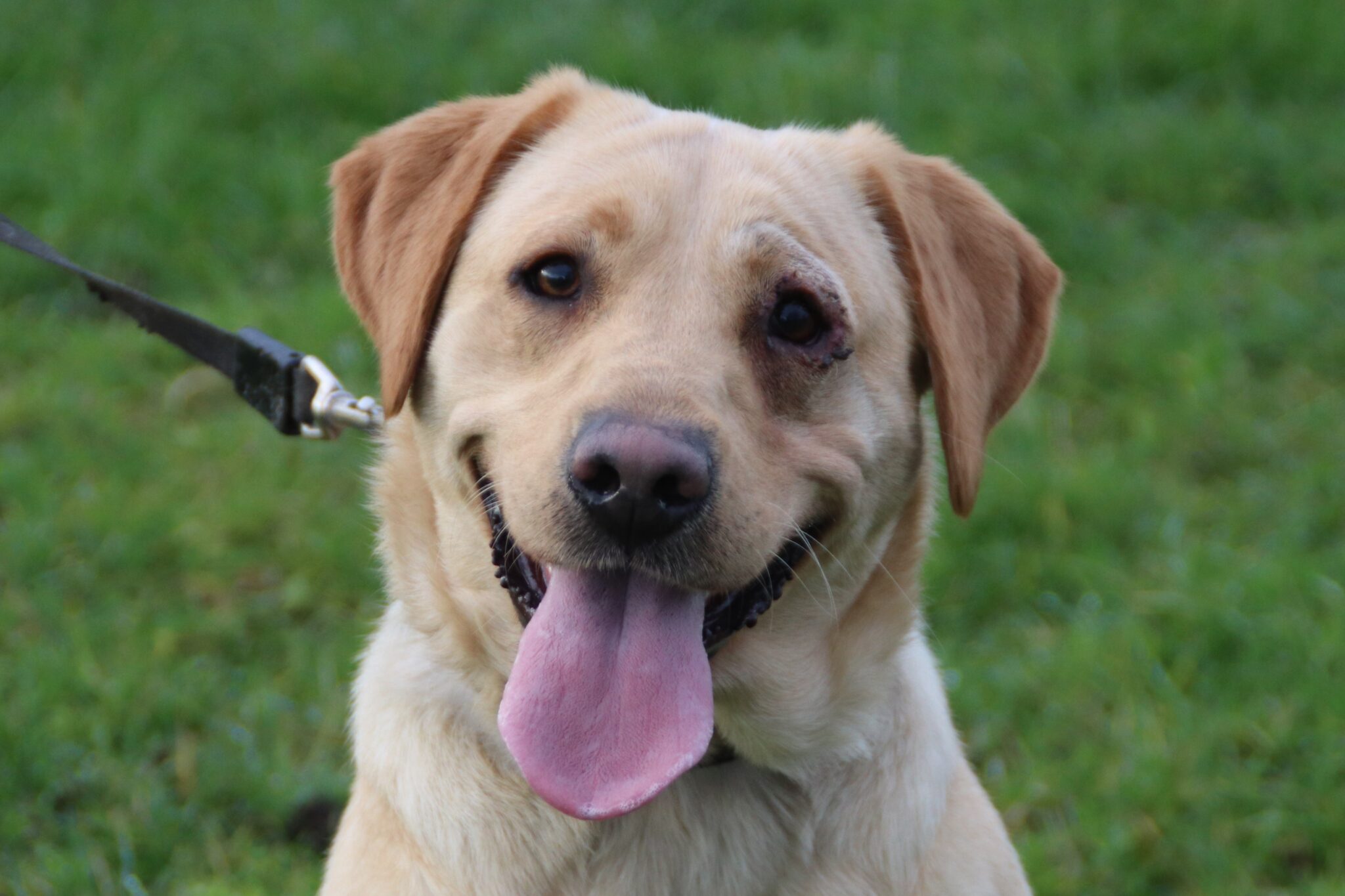 Dogs - Bryson's Animal Shelter