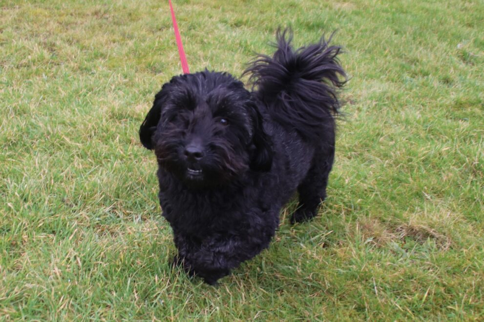 Dogs - Bryson's Animal Shelter