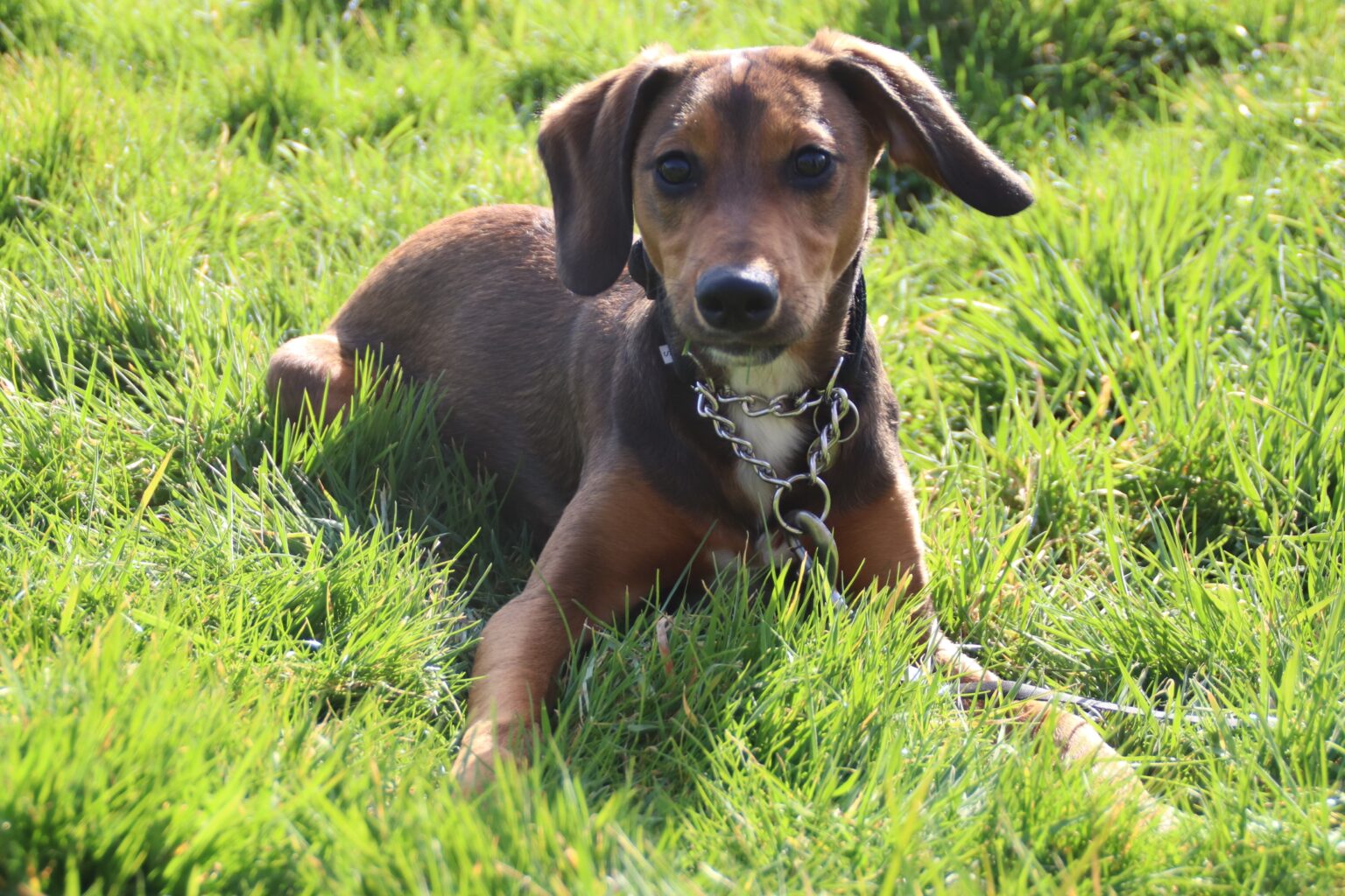 Dogs - Bryson's Animal Shelter