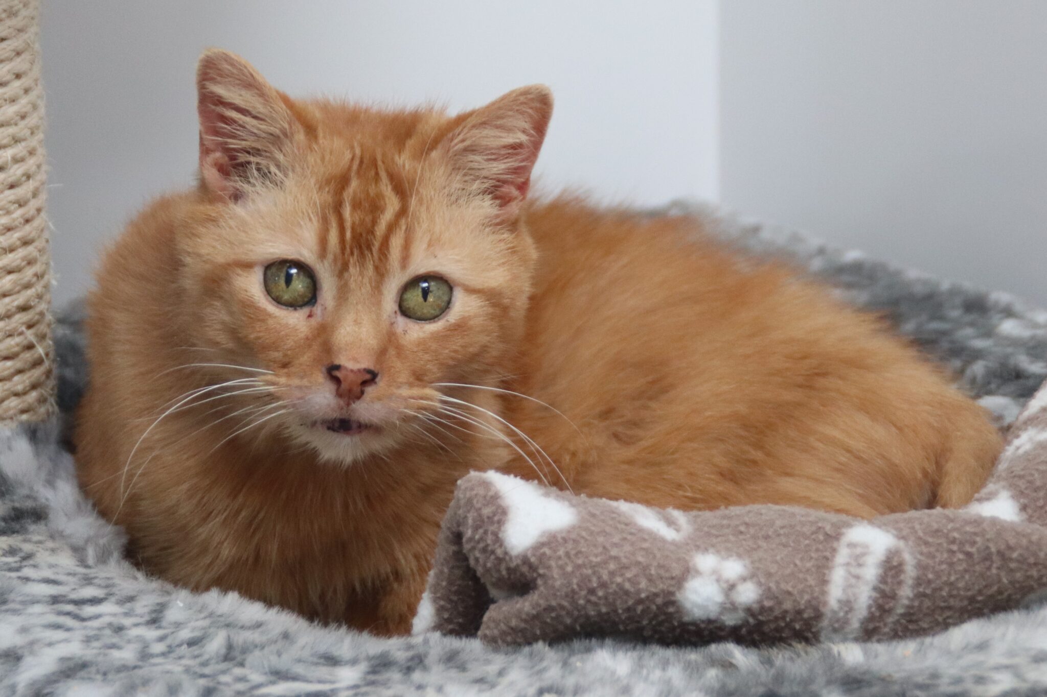 Cats - Bryson's Animal Shelter