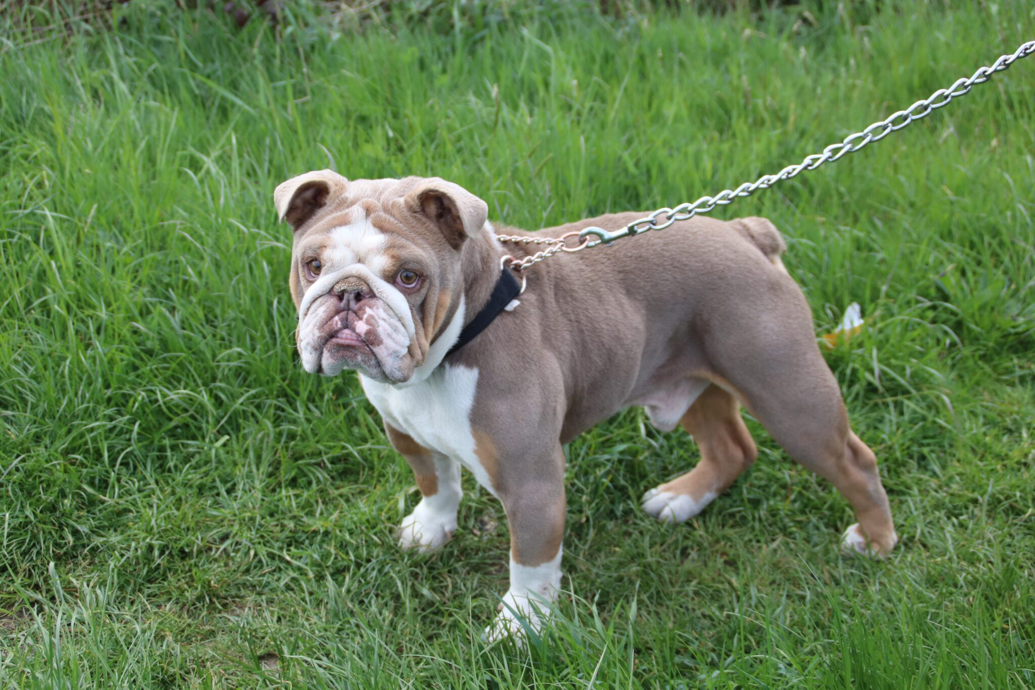 Dogs - Bryson's Animal Shelter