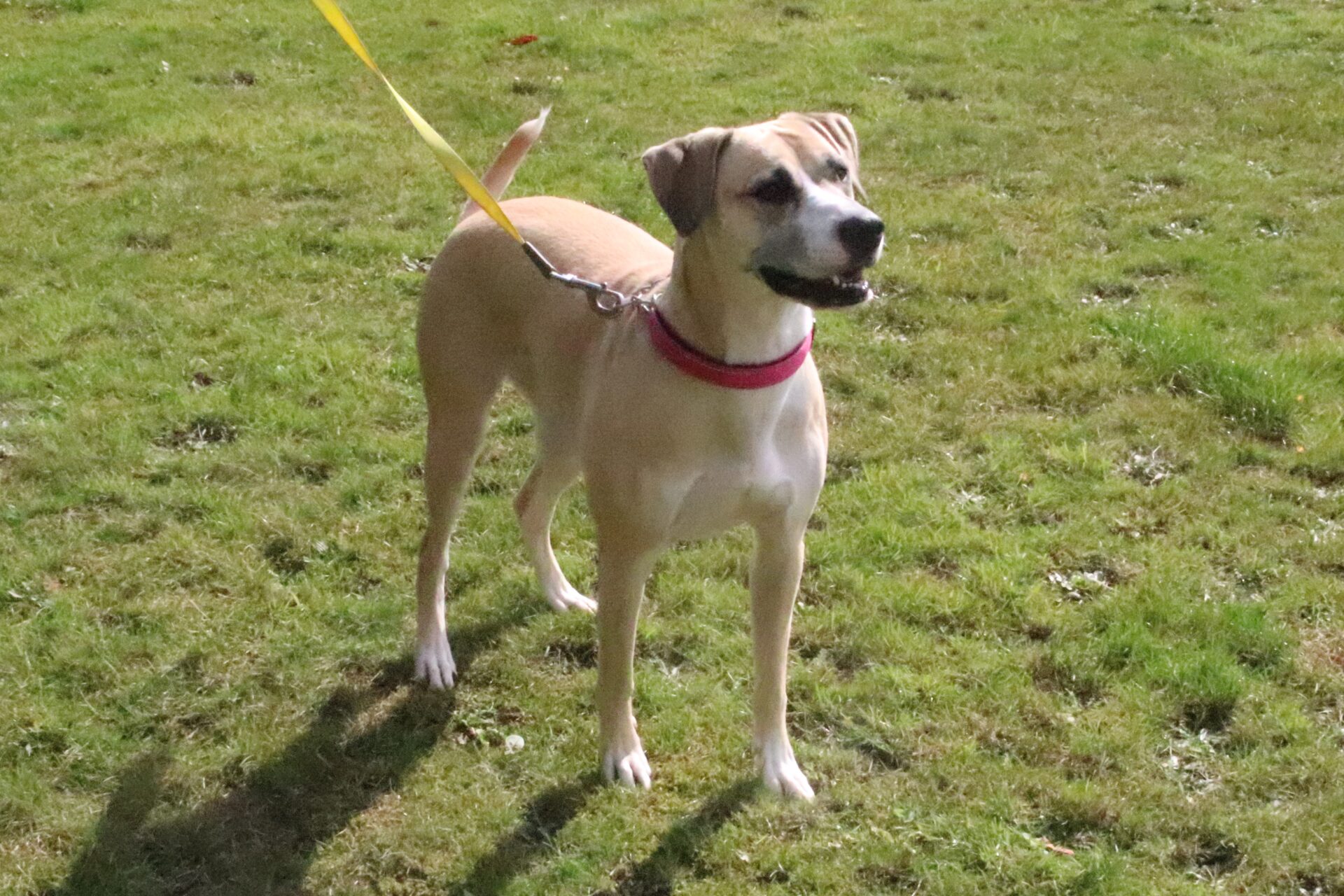 Dogs - Bryson's Animal Shelter